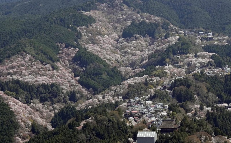 In Photos: Cherry blossoms create spectacular view on Yoshino Mountain ...