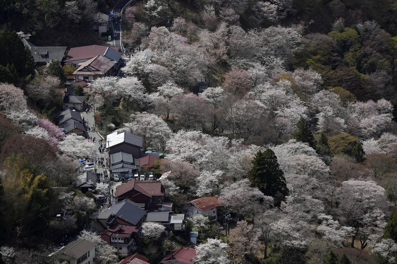 In Photos: Cherry blossoms create spectacular view on Yoshino Mountain ...