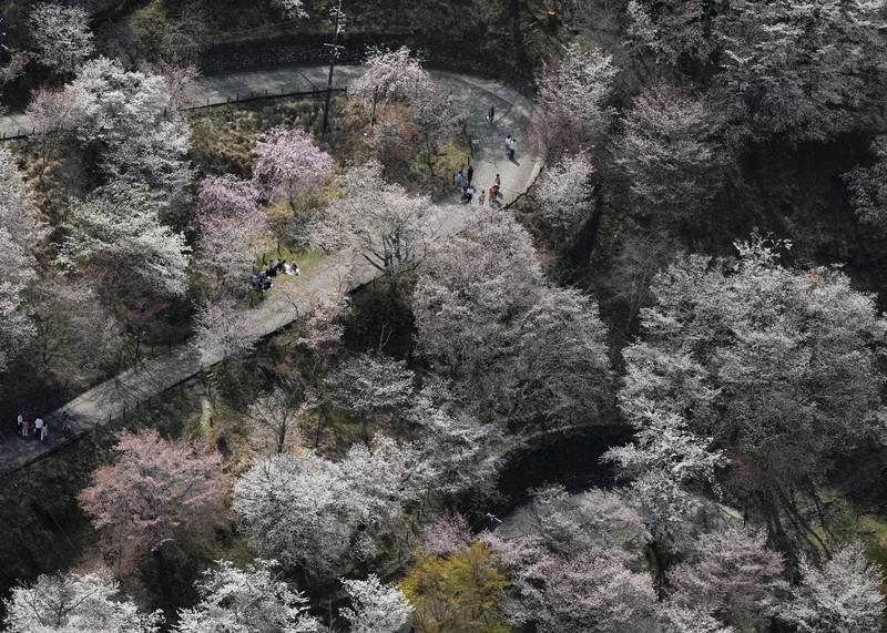 In Photos: Cherry blossoms create spectacular view on Yoshino Mountain ...