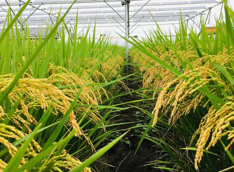 Solar panels over rice boost farmers' revenue fivefold, but crops ...