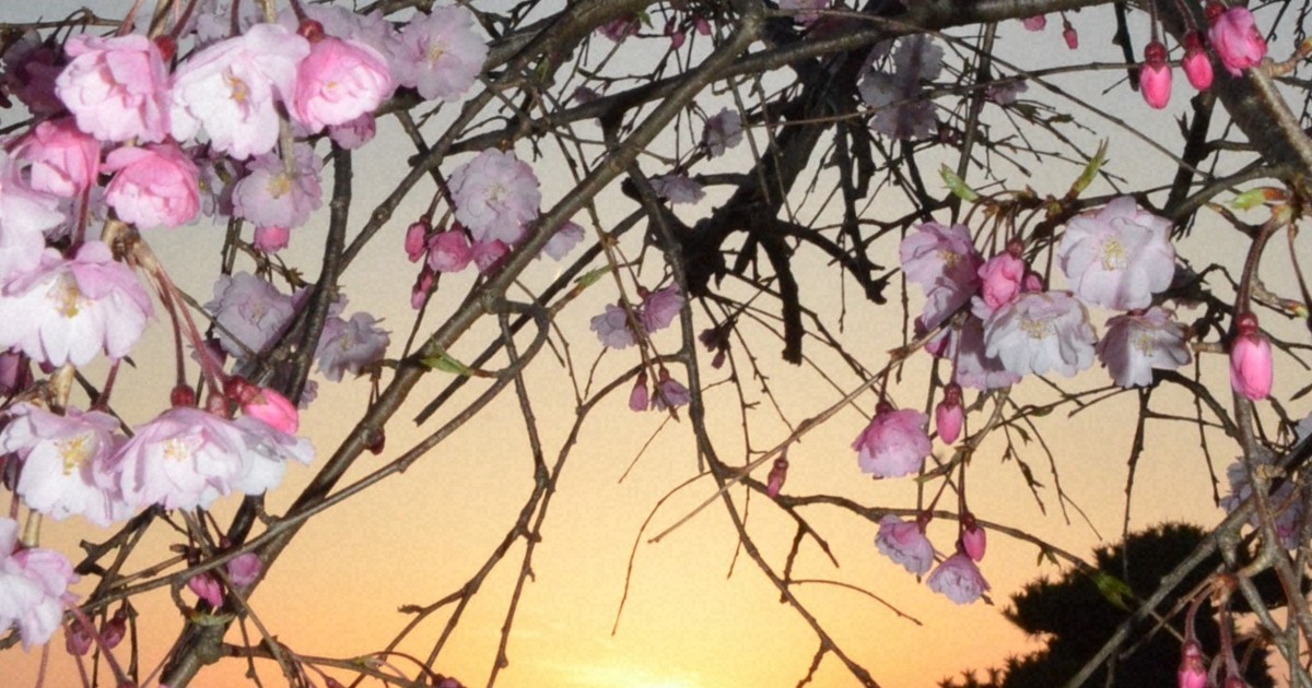 Japan Photo Journal: Sunset seen through cherry blossoms delights ...