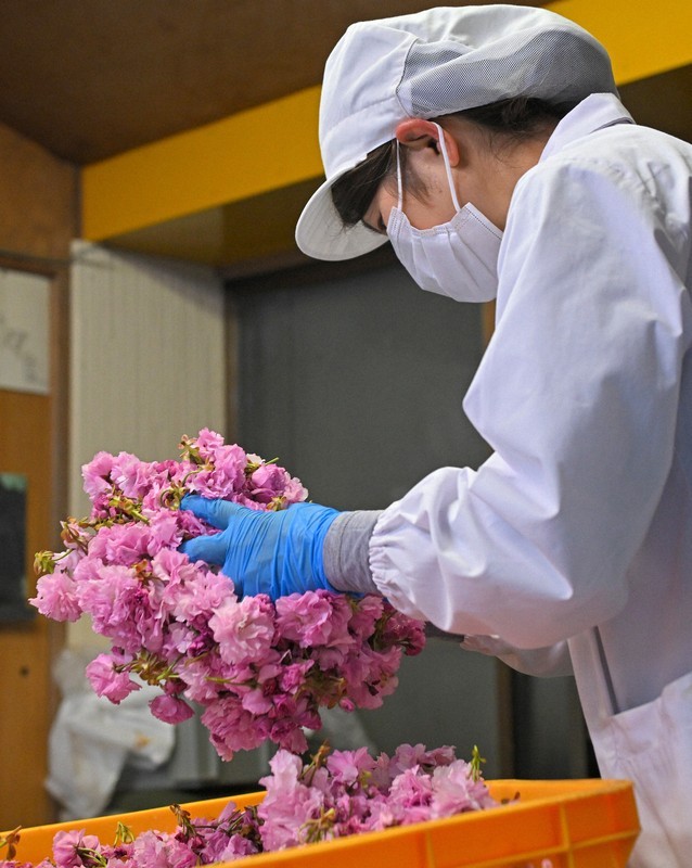 In Photos: Edible cherry blossoms pickled in east Japan - The Mainichi