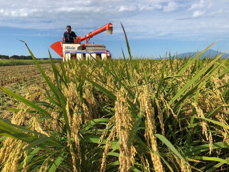 Rice prices in Japan continue to rise for 15 weeks in row despite ...