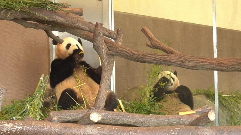 Fans shocked by decision to return all 4 pandas from west Japan zoo to ...