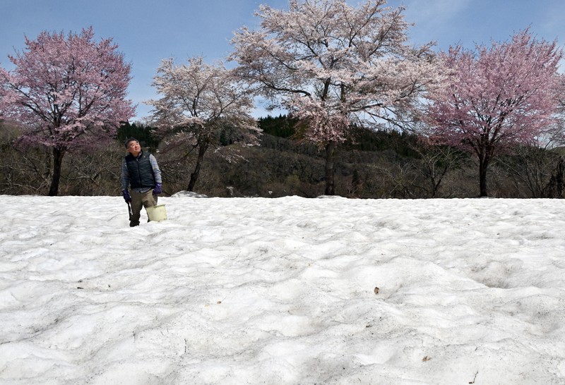 Japan Photo Journal: Cherry blossoms flower in deep-snow village in ...