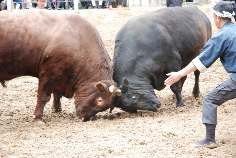 Easy Japanese news in translation: Traditional bullfighting held in ...