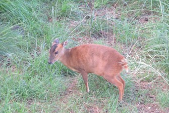 Japan's Chiba Pref. has over 80,000 invasive small deer. How do we deal ...
