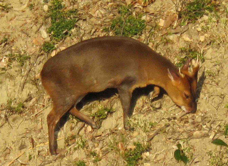 Japan's Chiba Pref. has over 80,000 invasive small deer. How do we deal ...