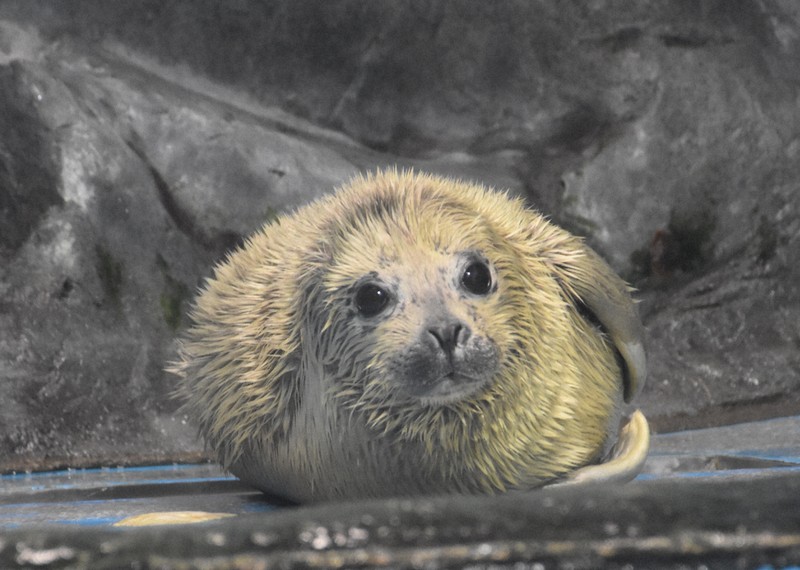Aquarium in Japan's Aomori welcomes first spotted seal pup in 2 years ...