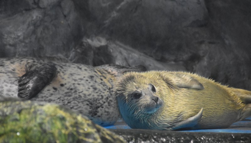 Aquarium in Japan's Aomori welcomes first spotted seal pup in 2 years ...