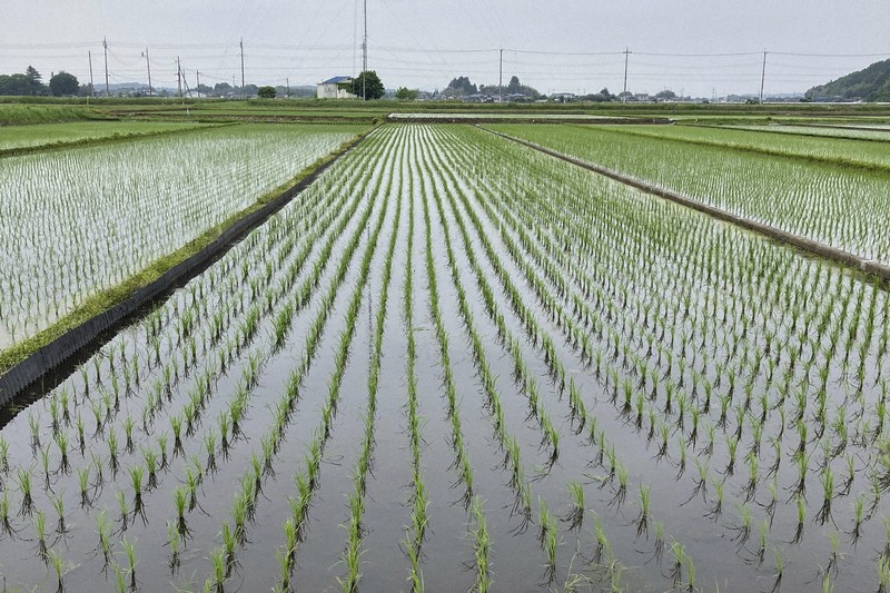 Emergency reserves, high prices, rationing. How did Japan's rice crisis ...
