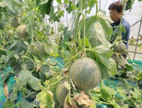 The Mainichi - Japan Daily News