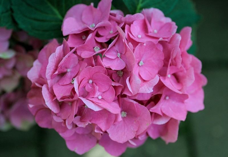 In Photos: Hydrangea festival at Yokohama English Garden delights ...