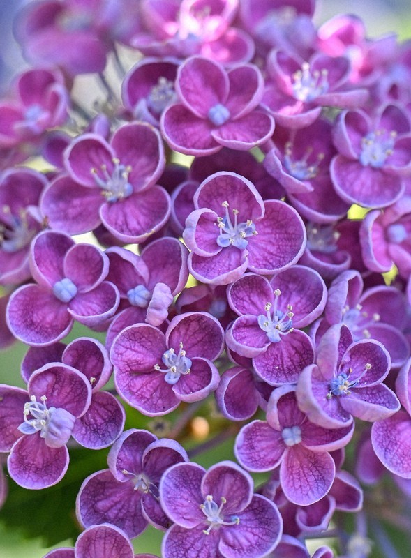 In Photos: Hydrangea festival at Yokohama English Garden delights ...