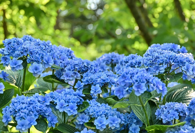 In Photos: Hydrangea festival at Yokohama English Garden delights ...