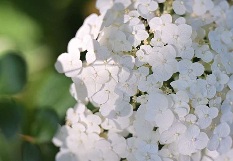 In Photos: Hydrangea festival at Yokohama English Garden delights ...