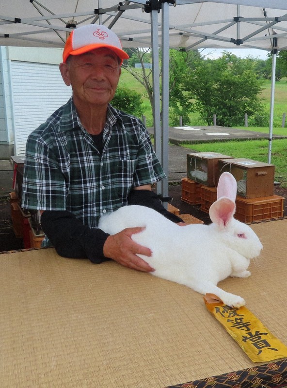 Stuffed 'jumbo rabbit' on display in Japan's Akita Pref. amid decrease ...