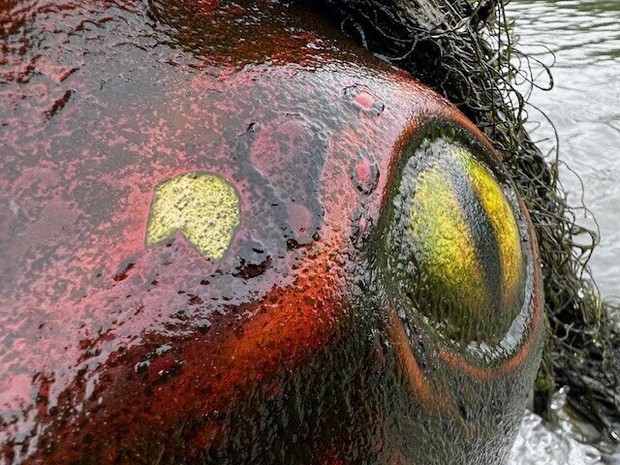 West Japan town's 'kappa' folklore creature to be replaced after years ...