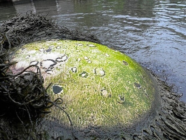 West Japan town's 'kappa' folklore creature to be replaced after years ...