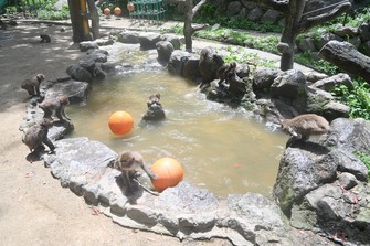 Young monkeys at zoo in Japan's Oita play in pool to cool off amid ...