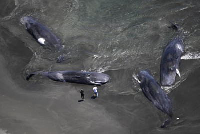 千葉でクジラ4頭が座礁　29日に　研究では「地震と相関関係なし」
