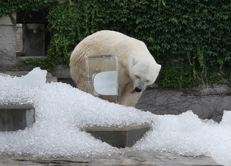 Christmas in August? Japan zoo's bears, elephants given ice blocks to ...