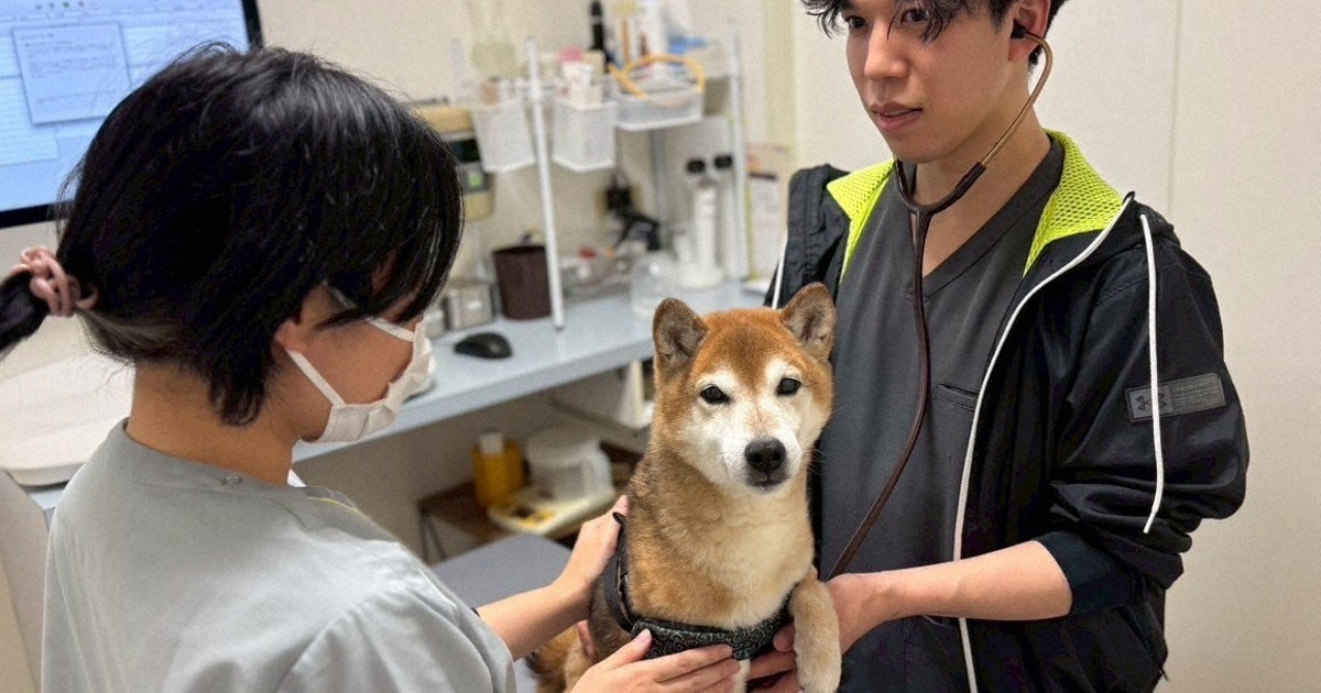 Pets face higher heatstroke risks than humans, says Japan vet; tips on ...