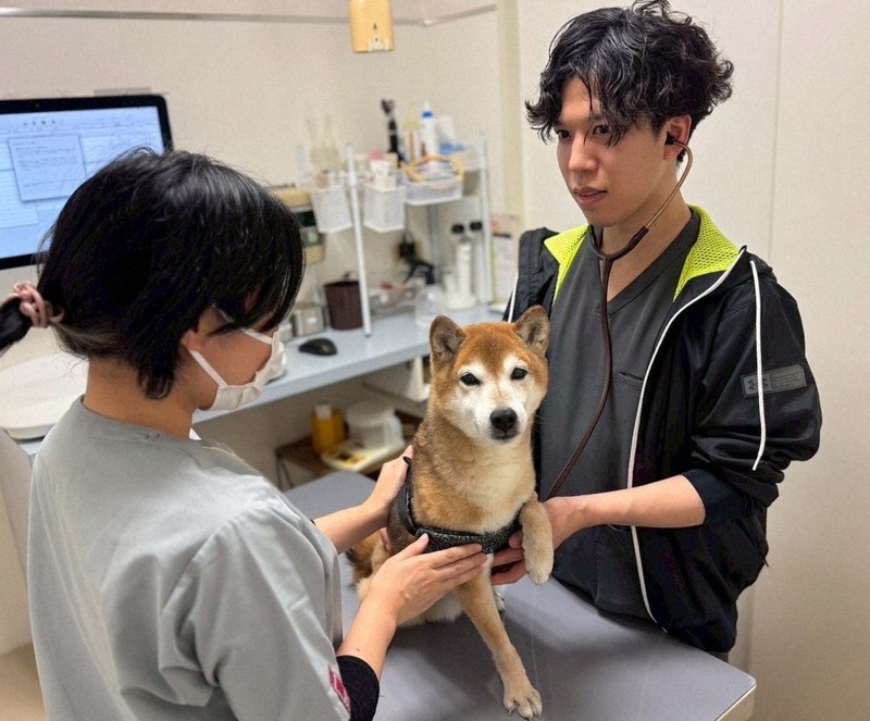 Pets face higher heatstroke risks than humans, says Japan vet; tips on ...