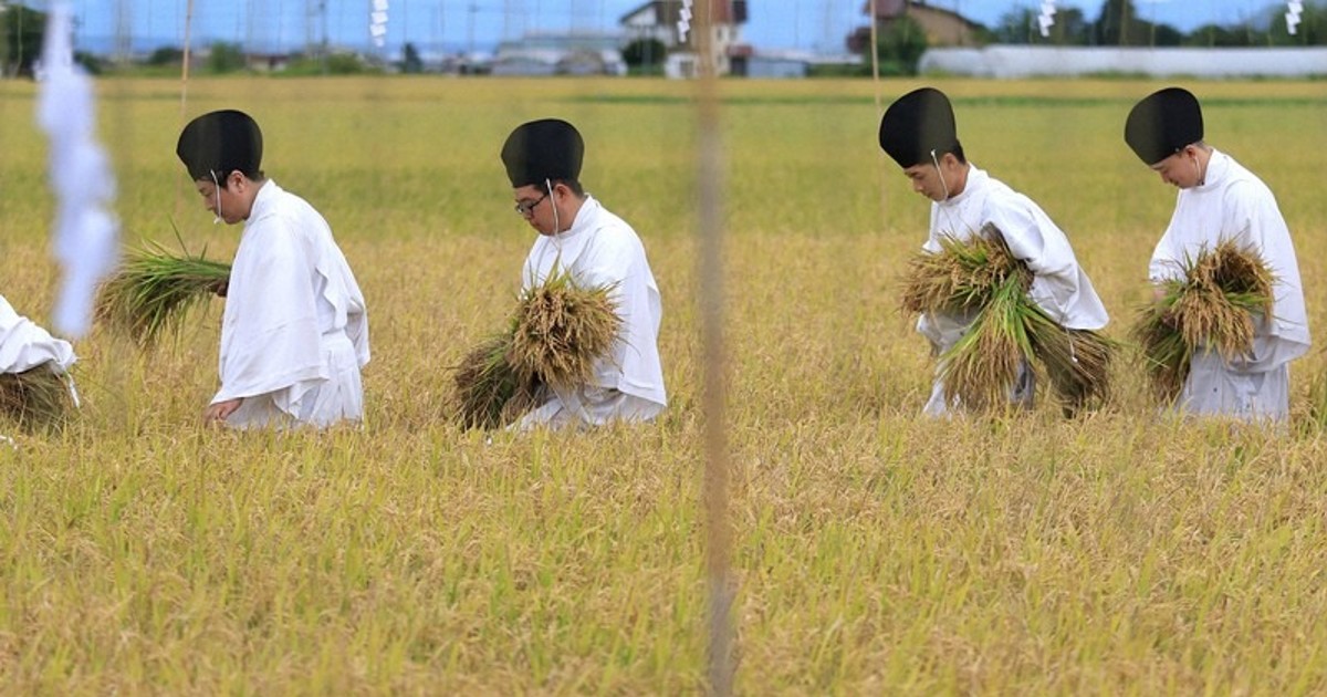 Photo Special: Rice-harvesting Shinto festival held in Hokkaido town ...