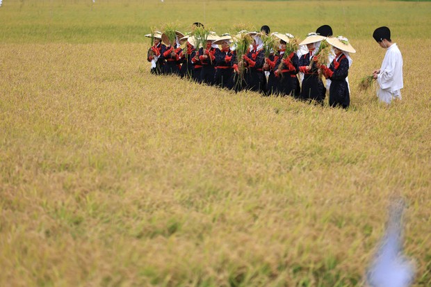 Rice Harvest Festival