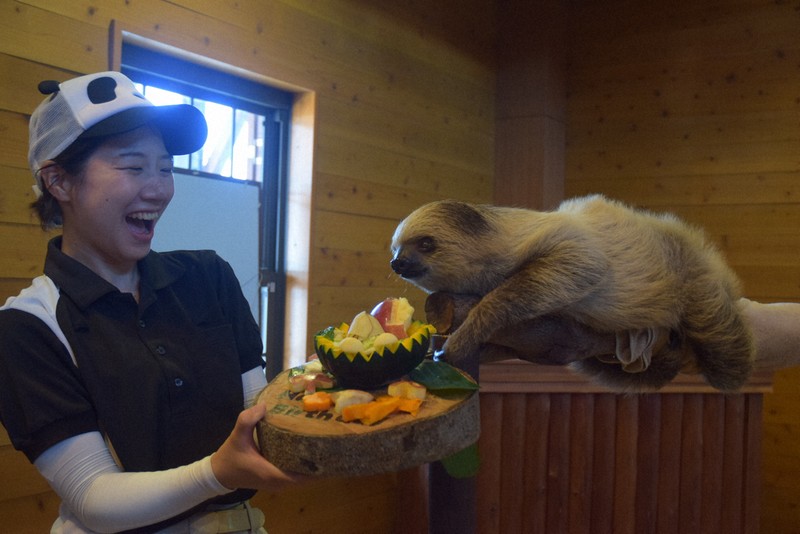 Easy Japanese news in translation: Sloth celebrates 1st birthday at ...
