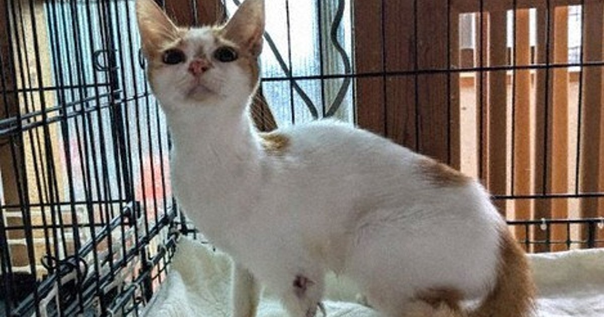 10 stray cats missing one leg each found in west Japan's Niihama; cause ...