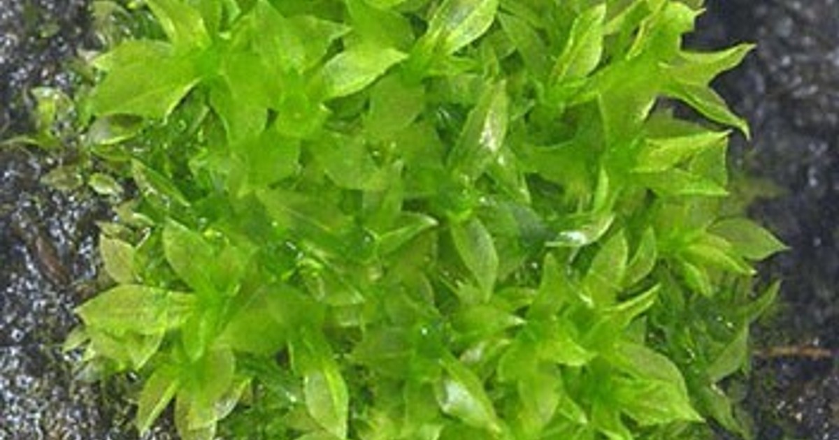 哺乳類の100倍!? ヒメツリガネゴケ、放射線に強い理由が判明 | 毎日新聞