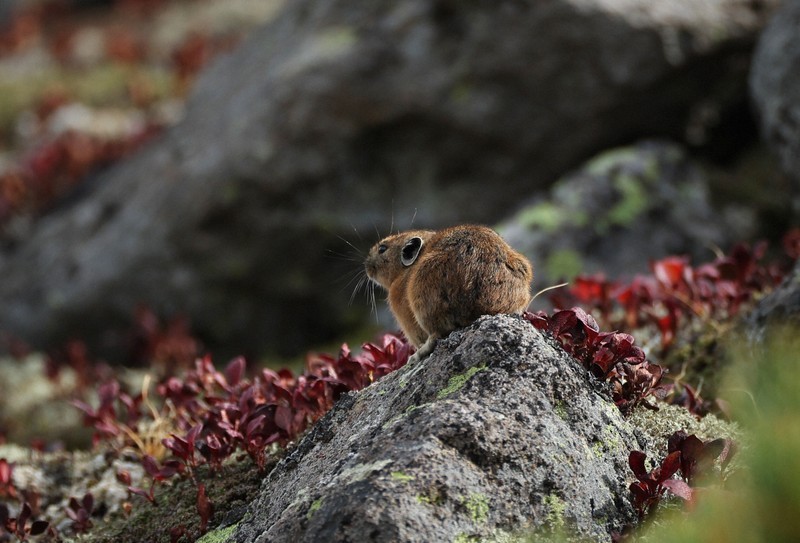 In Photos: Cute pikas get ready for winter, climbers enjoy fall foliage ...