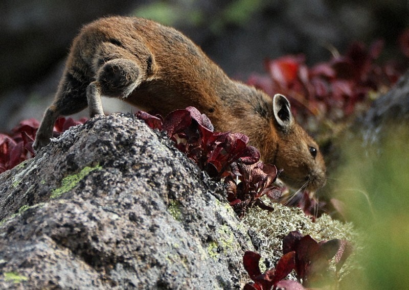 News in Easy English: Japanese pika get ready for winter on Mount ...