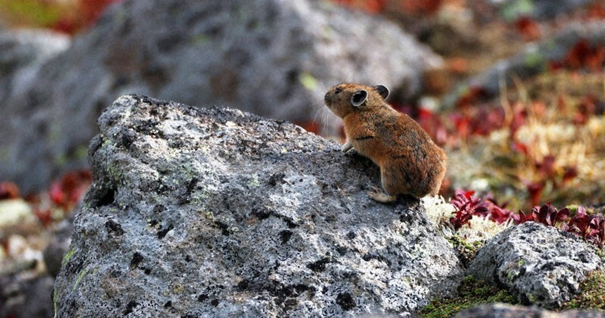 Japanese pika, ice age survivors, prepare for winter in Hokkaido - The ...