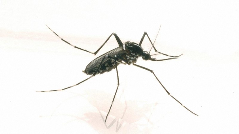 Japan expert warns of mosquitoes 'desperate' to breed in fall - The ...