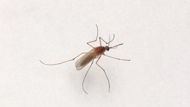 Japan expert warns of mosquitoes 'desperate' to breed in fall - The ...
