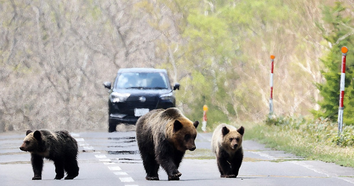Brown bear and cub shot in Sapporo forest, 1 cub escapes - The Mainichi