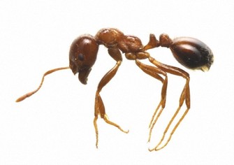 Over 10,000 invasive fire ants found at Tokyo port, largest discovery ...