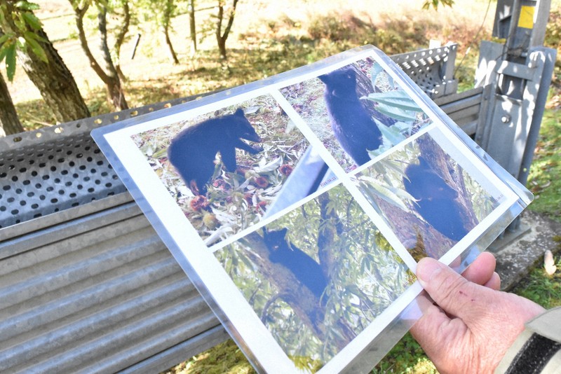 AI system developed in Japan to predict bear encounters with over 60% ...