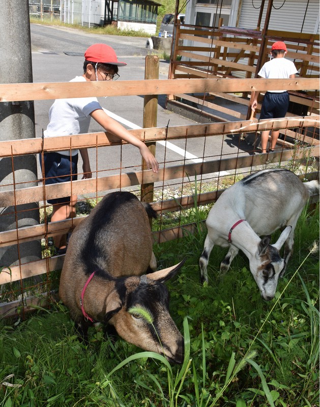 Easy Japanese news in translation: Goats help clean schoolyard in Gifu ...
