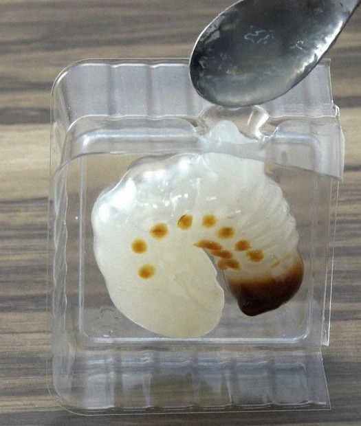 Realistic beetle larva jellies become surprise hit for Japanese candy ...