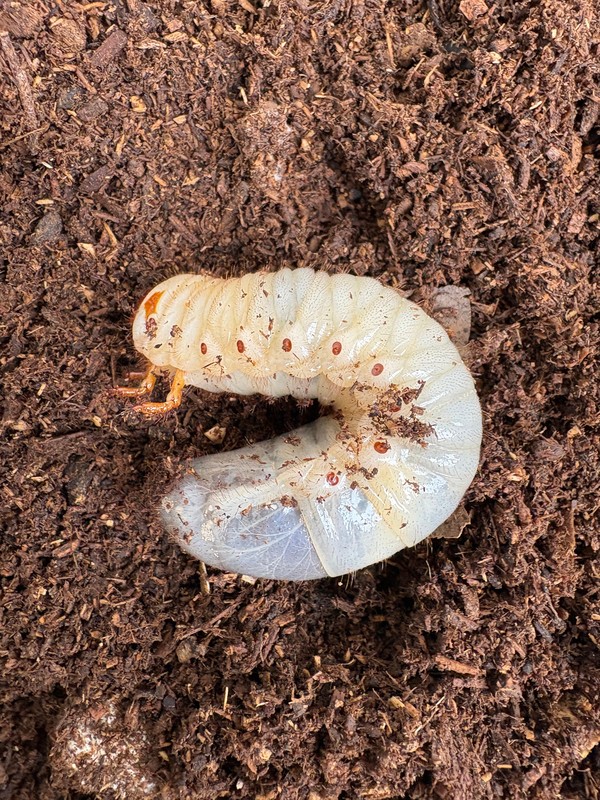 Realistic beetle larva jellies become surprise hit for Japanese candy ...