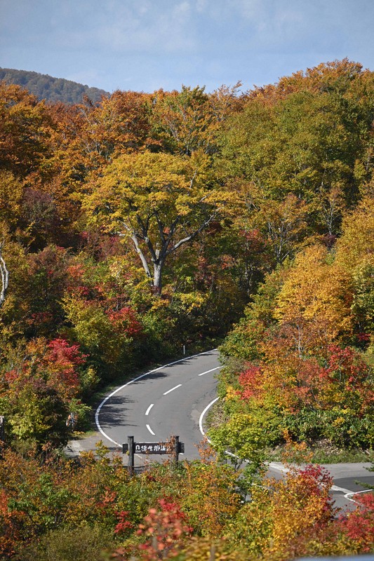 Nearly 80% of hikers anxious about bears as autumn colors arrive in ...