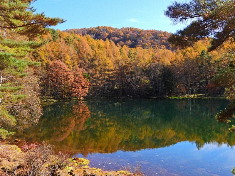 Autumn hues in Japan's Nagano Pref. delight visitors to popular pond ...