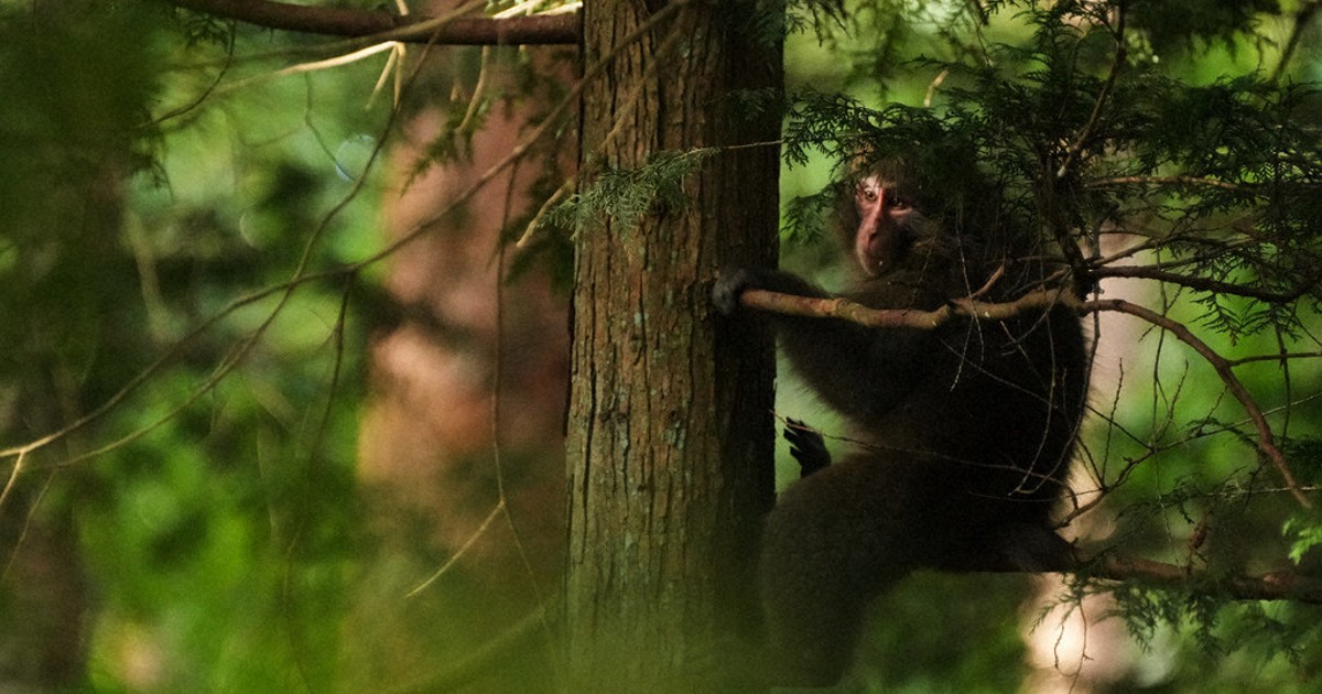 In Japan's Northern Alps, residents battle monkeys to protect homes and ...