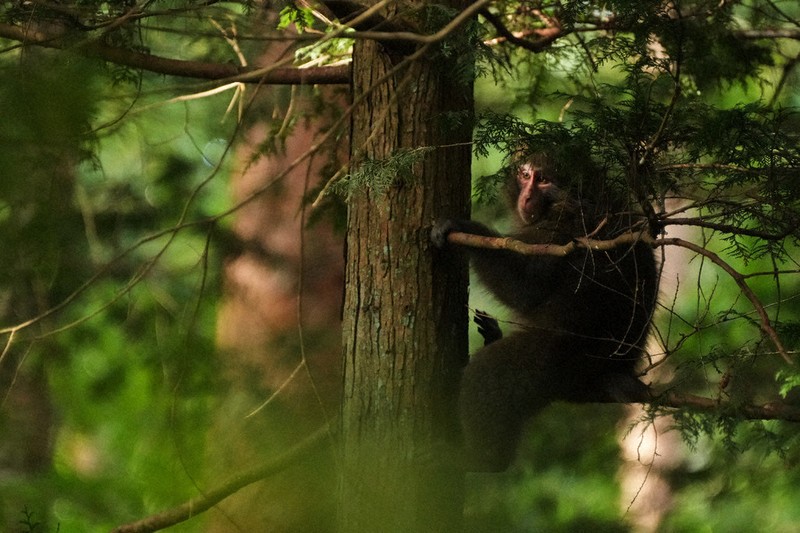 In Japan's Northern Alps, residents battle monkeys to protect homes and ...