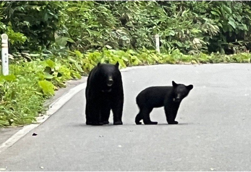 No. of bear attack victims in Japan in April-Oct. hits record high of ...