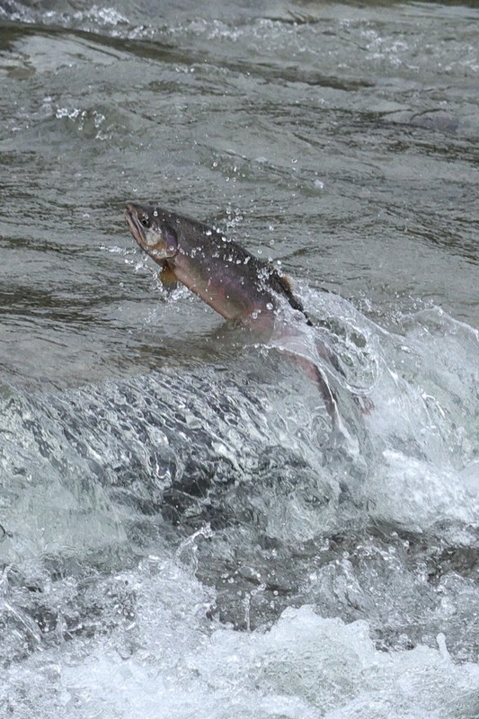 Easy Japanese news in translation: Biwa trout swim up rivers in Shiga ...